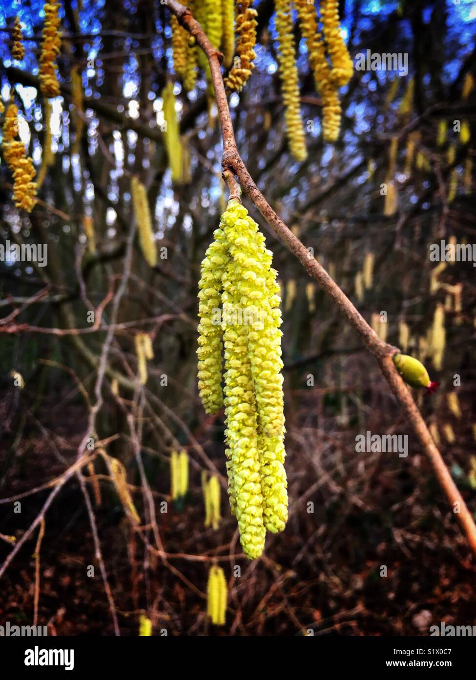 Yellow Hazel catkins in January Stock Photo - Alamy
