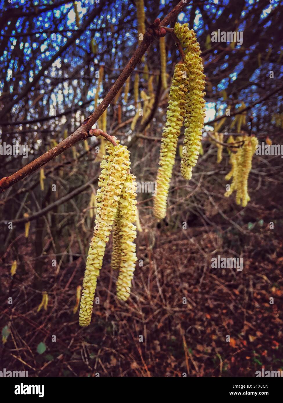 Golden Hazel catkins in Winter Stock Photo - Alamy