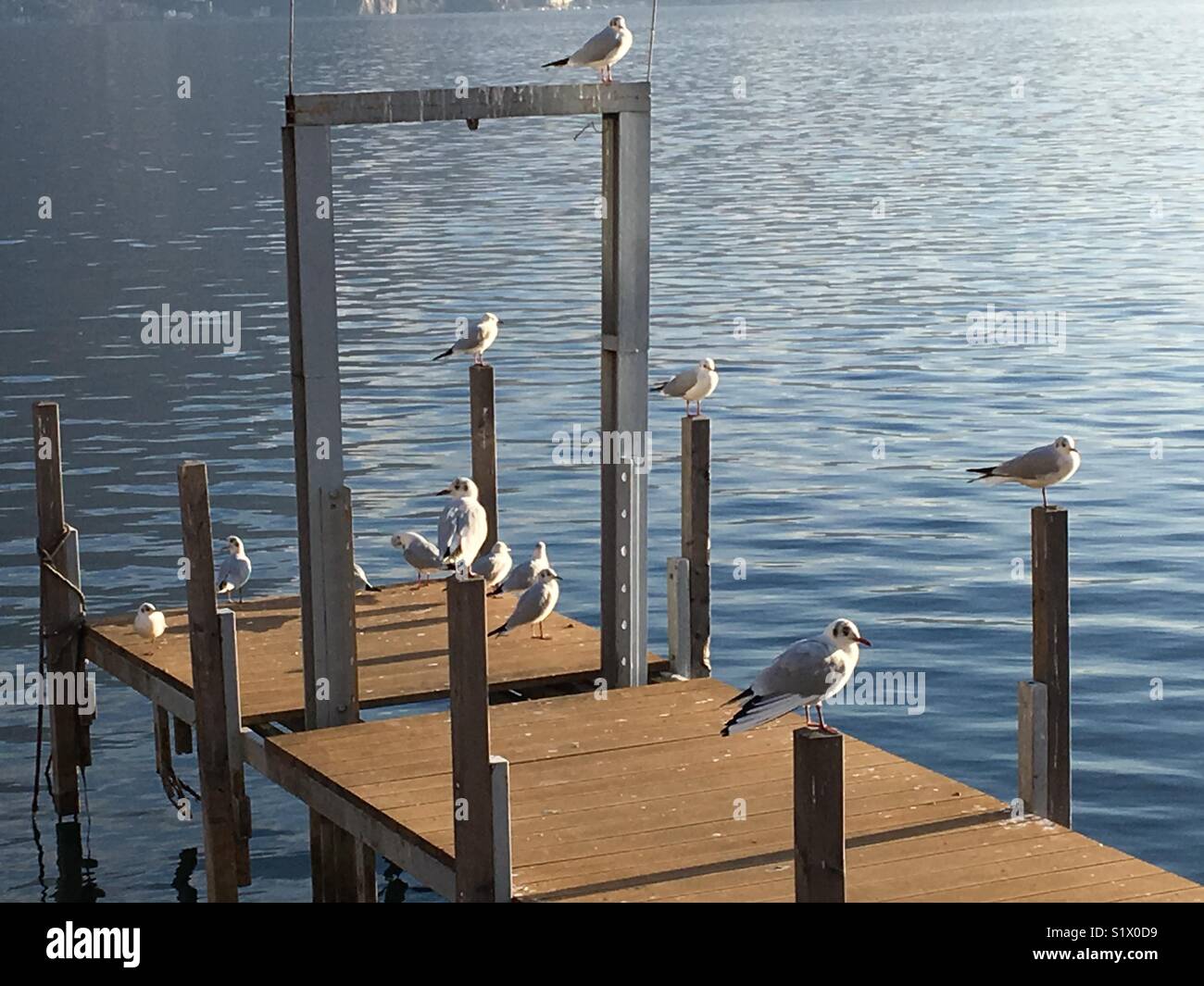 Resting birds hi-res stock photography and images - Alamy