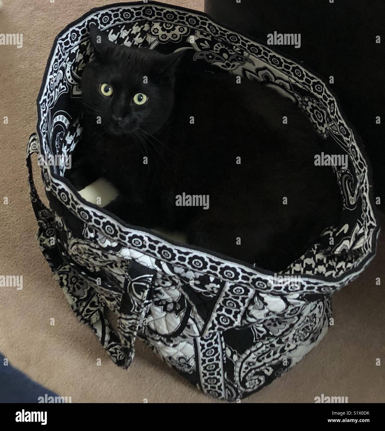 Vera bradley hi-res stock photography and images - Alamy