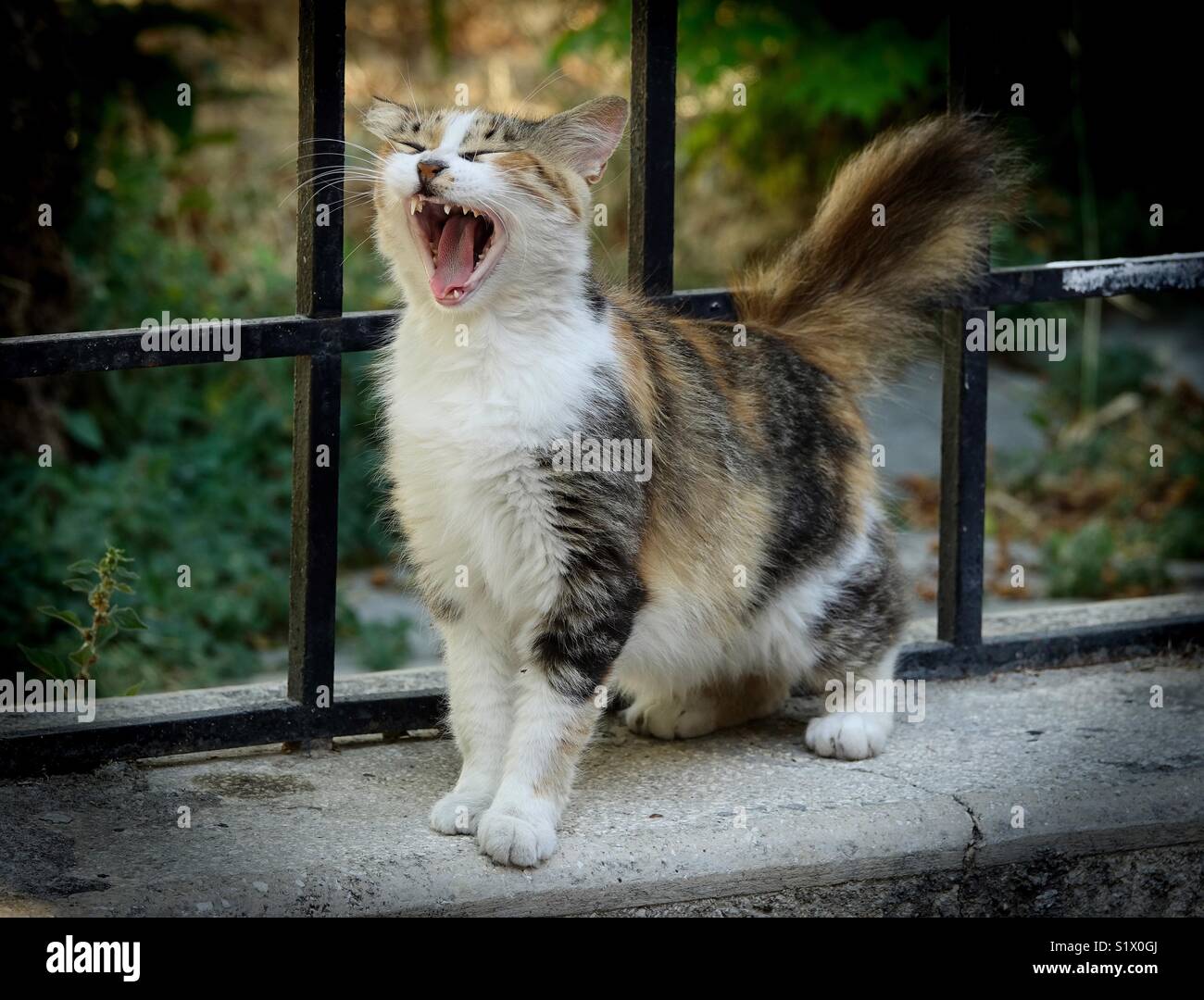 A big yawn Stock Photo - Alamy