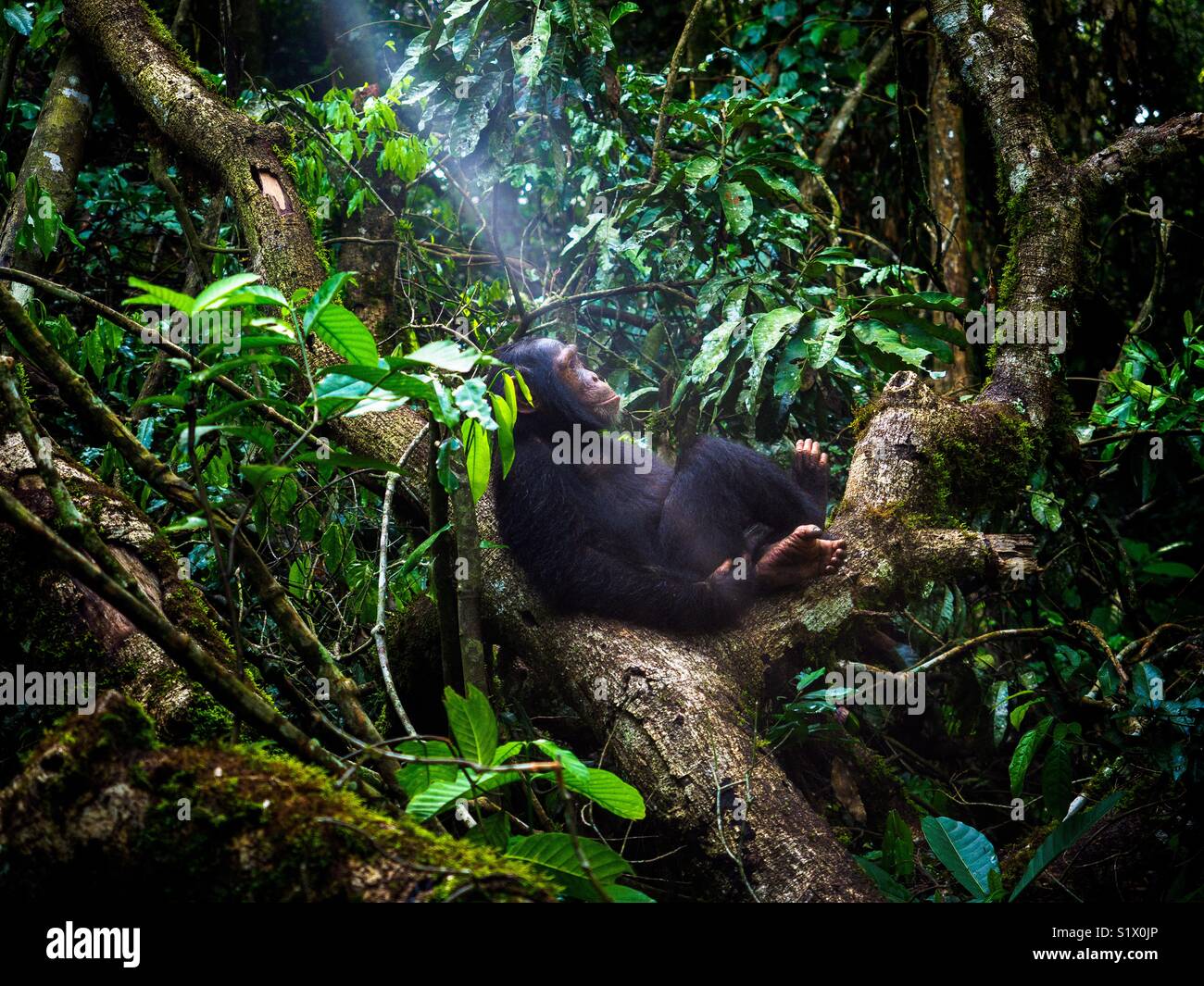 Relax animal hi-res stock photography and images - Alamy