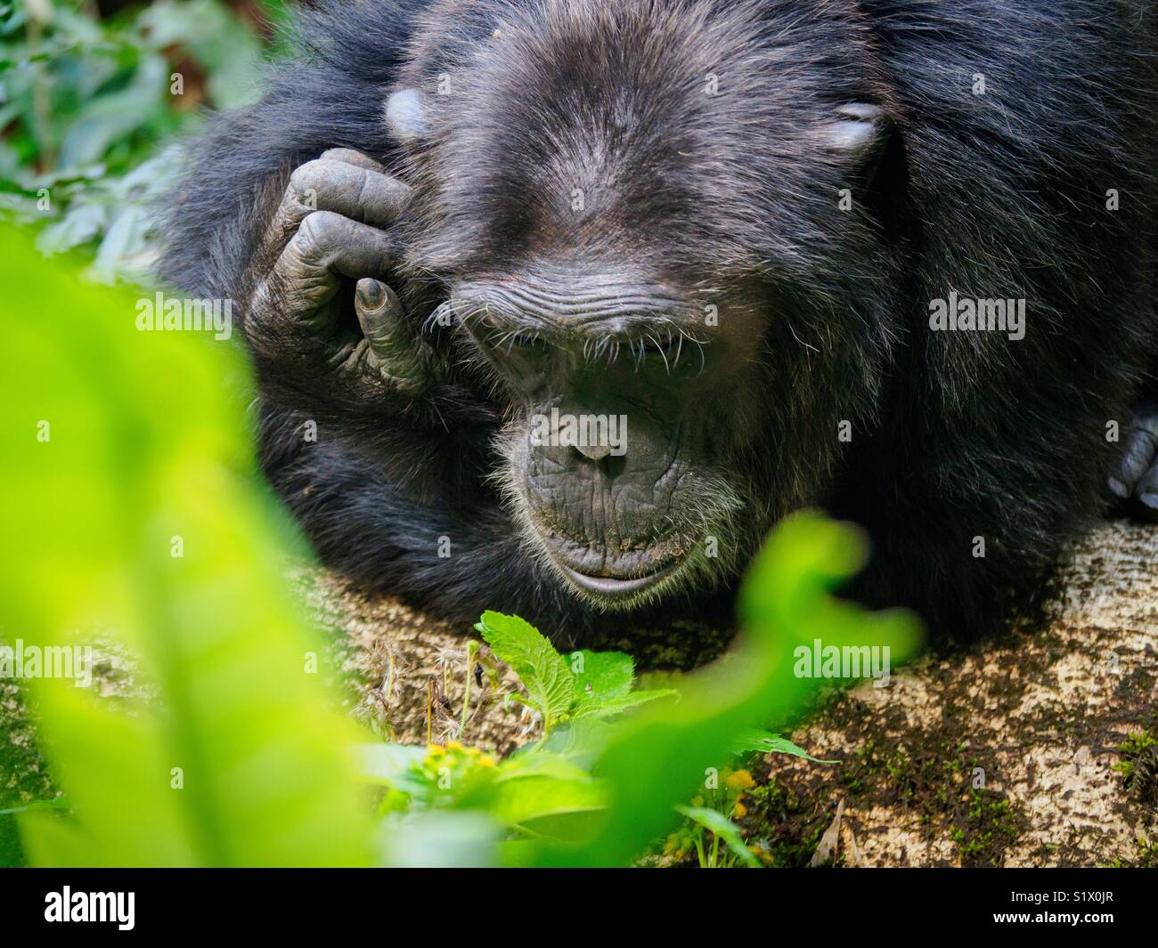 Chitah High Resolution Stock Photography and Images - Alamy