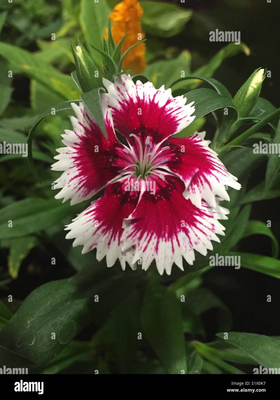 White exotic hi-res stock photography and images - Alamy