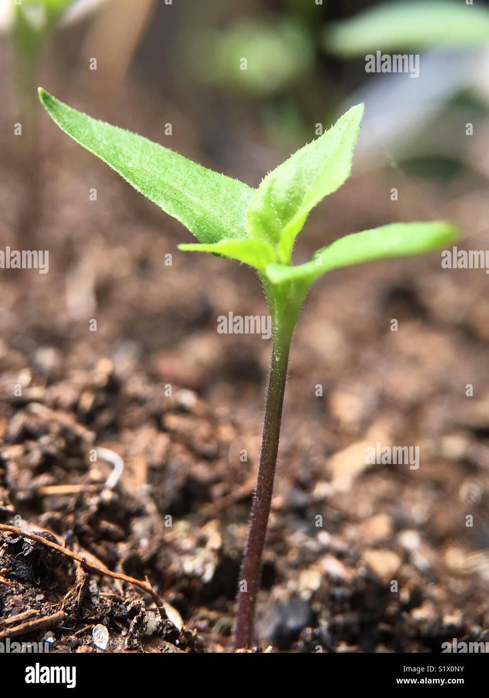 Pohon hi-res stock photography and images - Alamy