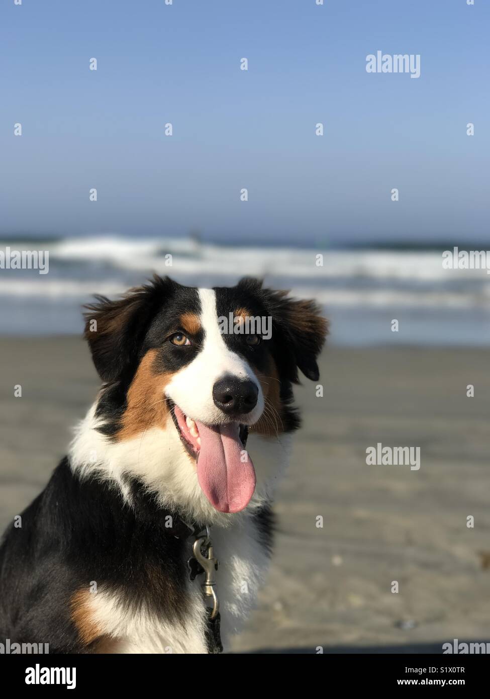 Miniature Australian Shepherd Tri Color Puppy