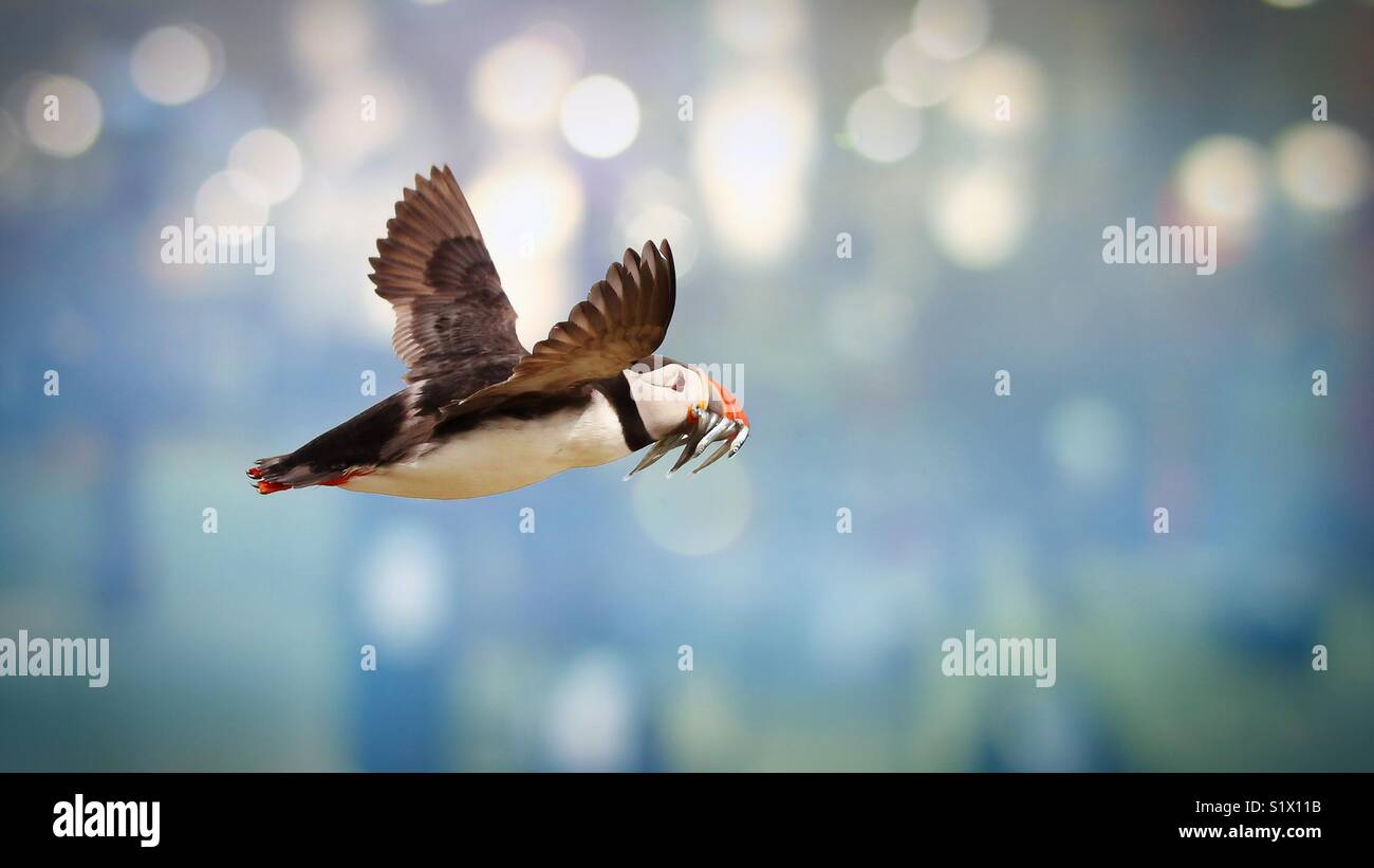 Atlantic Puffin in flight Stock Photo - Alamy