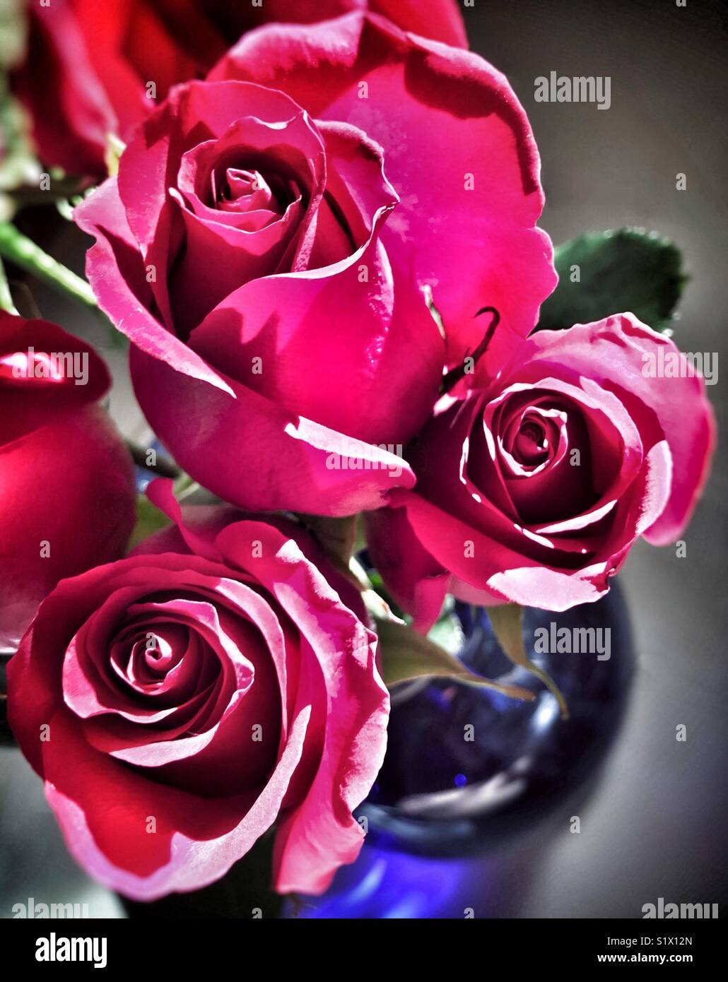 Three roses in a blue vase with dramatic lighting Stock Photo - Alamy