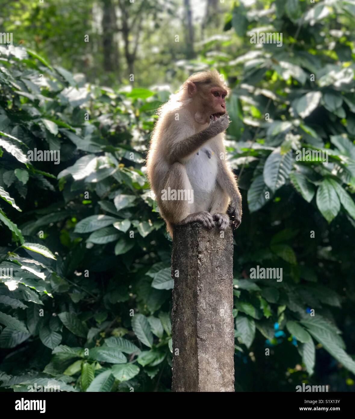 Monkey snack hi-res stock photography and images - Alamy