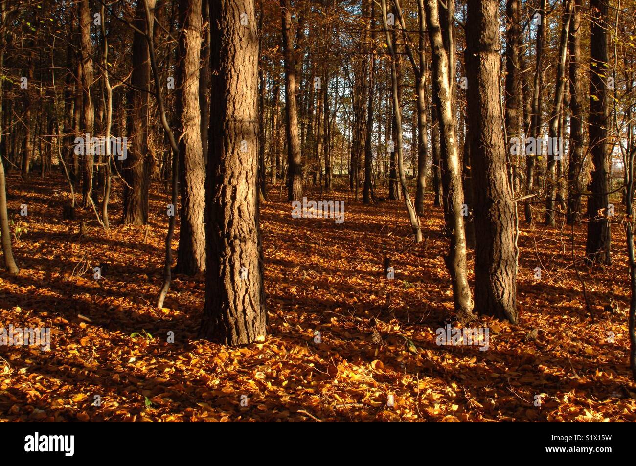 Gold polish autumn hi-res stock photography and images - Alamy