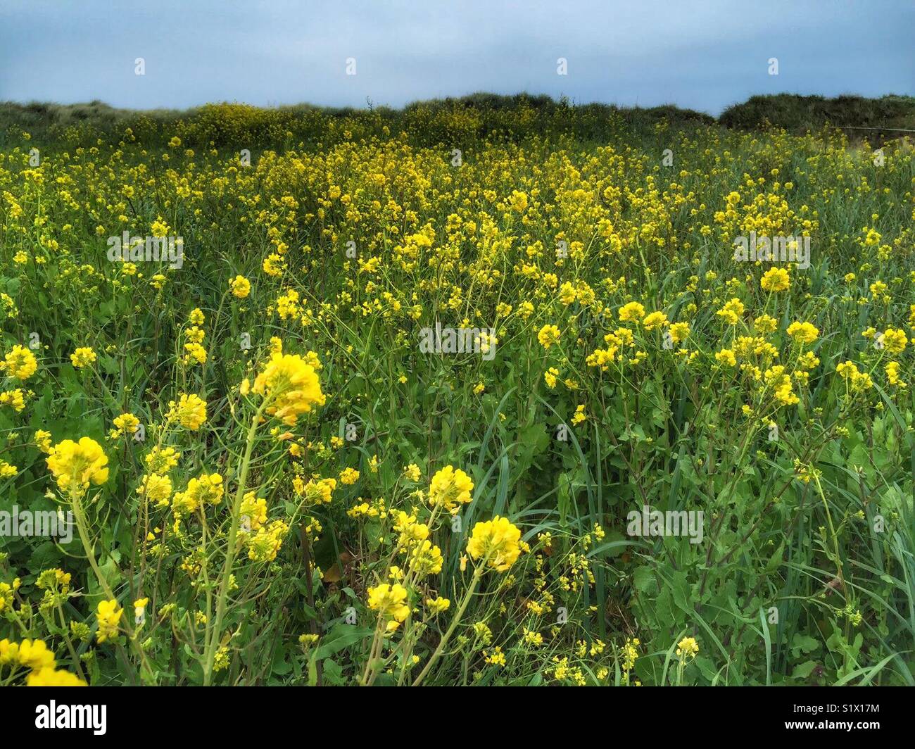Field of mustard flowers in bloom Stock Photo - Alamy