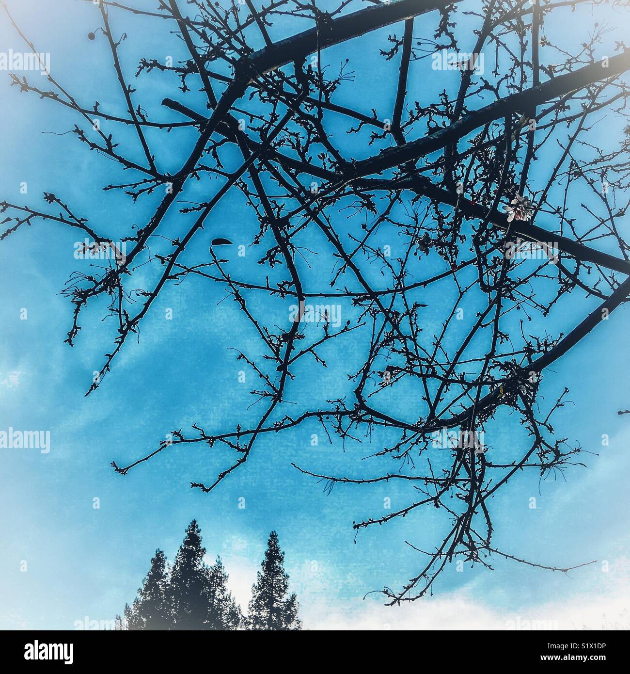 The early Spring and the three evergreen trees Stock Photo - Alamy