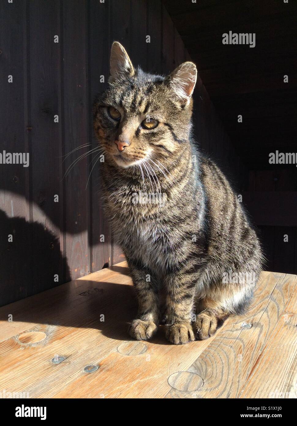 Cat sitting on the table hi-res stock photography and images - Alamy