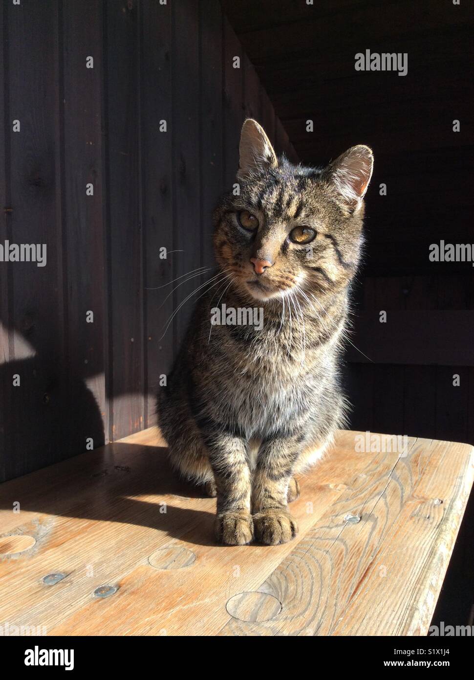 Cat on the table hi-res stock photography and images - Alamy