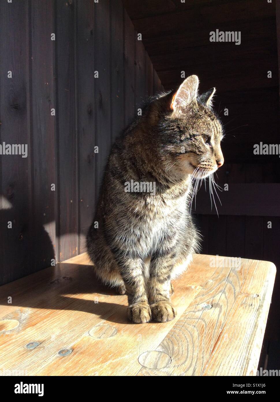 Cat on the table hi-res stock photography and images - Alamy