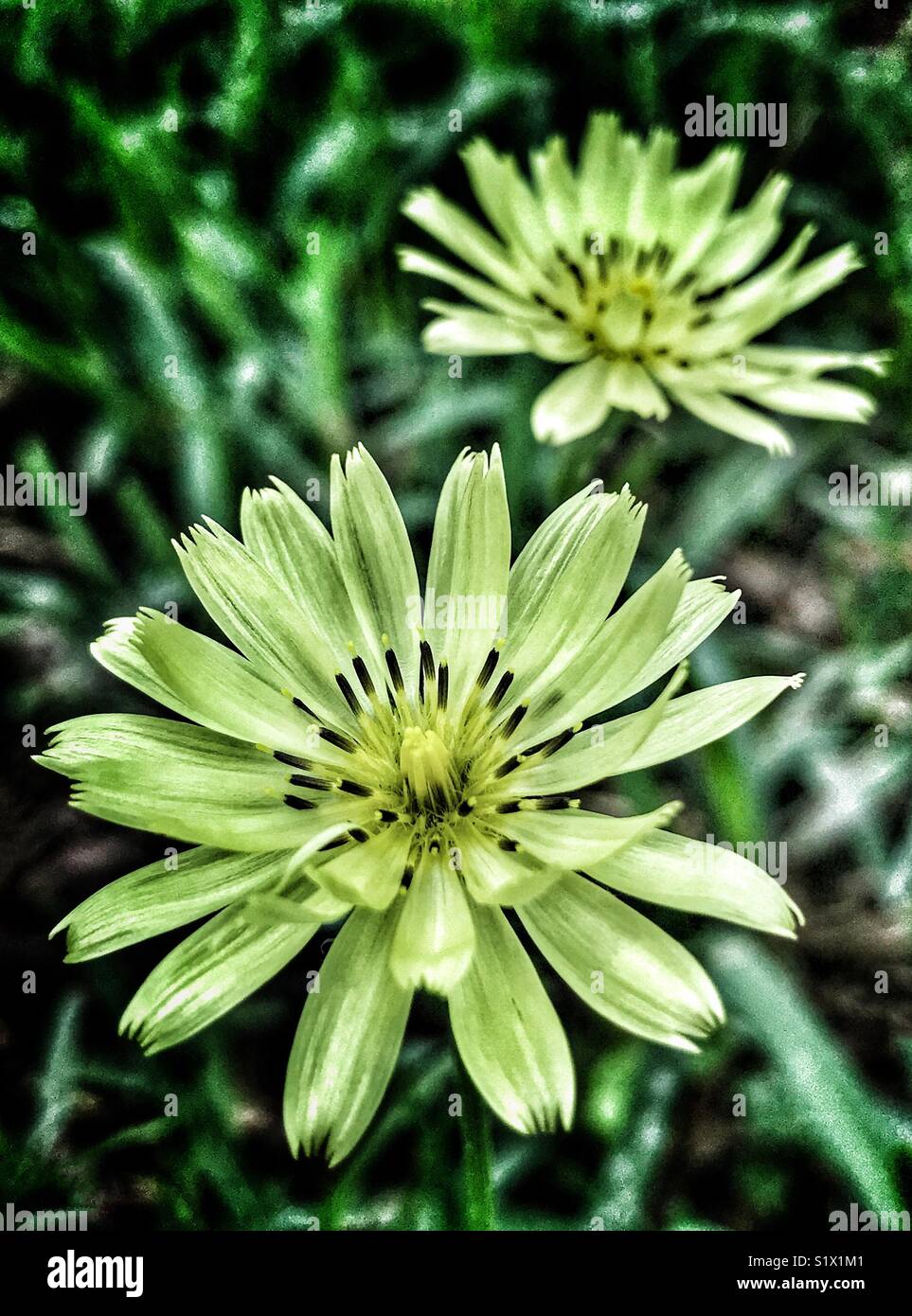 Yellow flowers in Spring, Carolina Desert Chicory, dandelion family ...