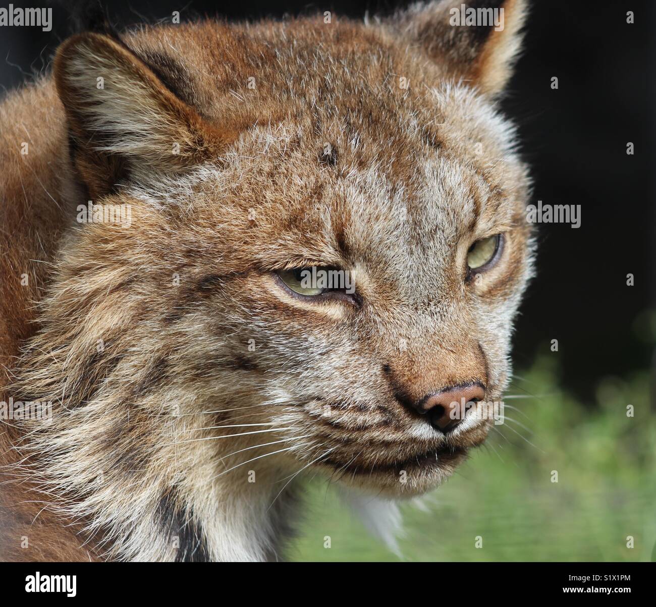 Alaska lynx hi-res stock photography and images - Alamy