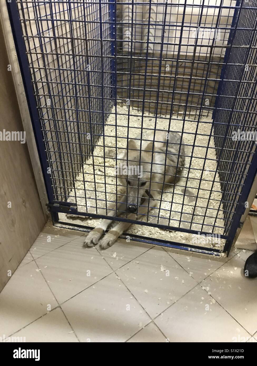 Sad wolf hi-res stock photography and images - Alamy