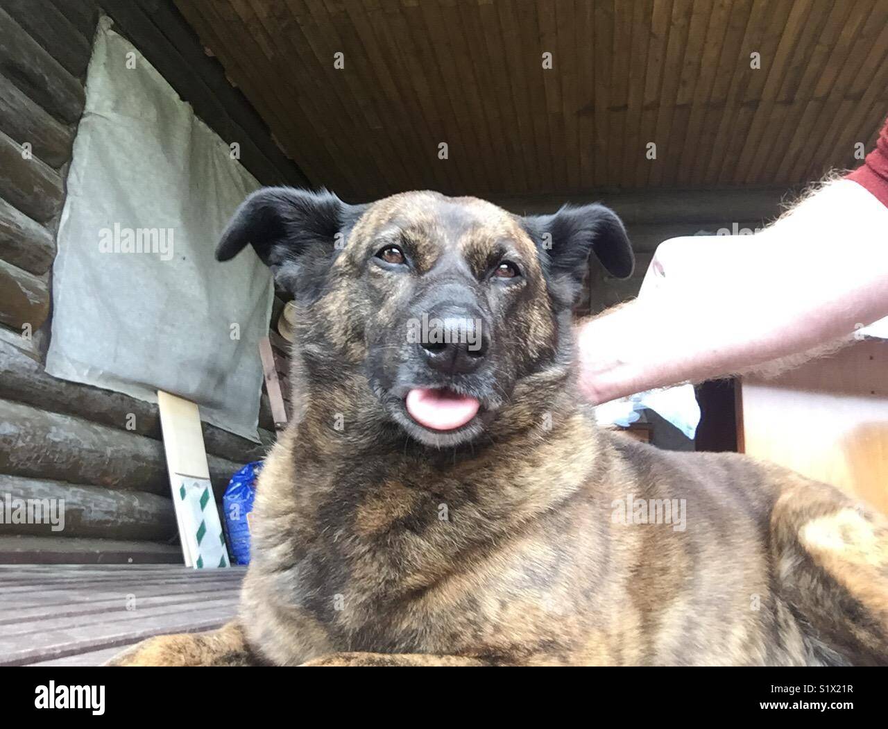 Chilling Dog High Resolution Stock Photography and Images - Alamy