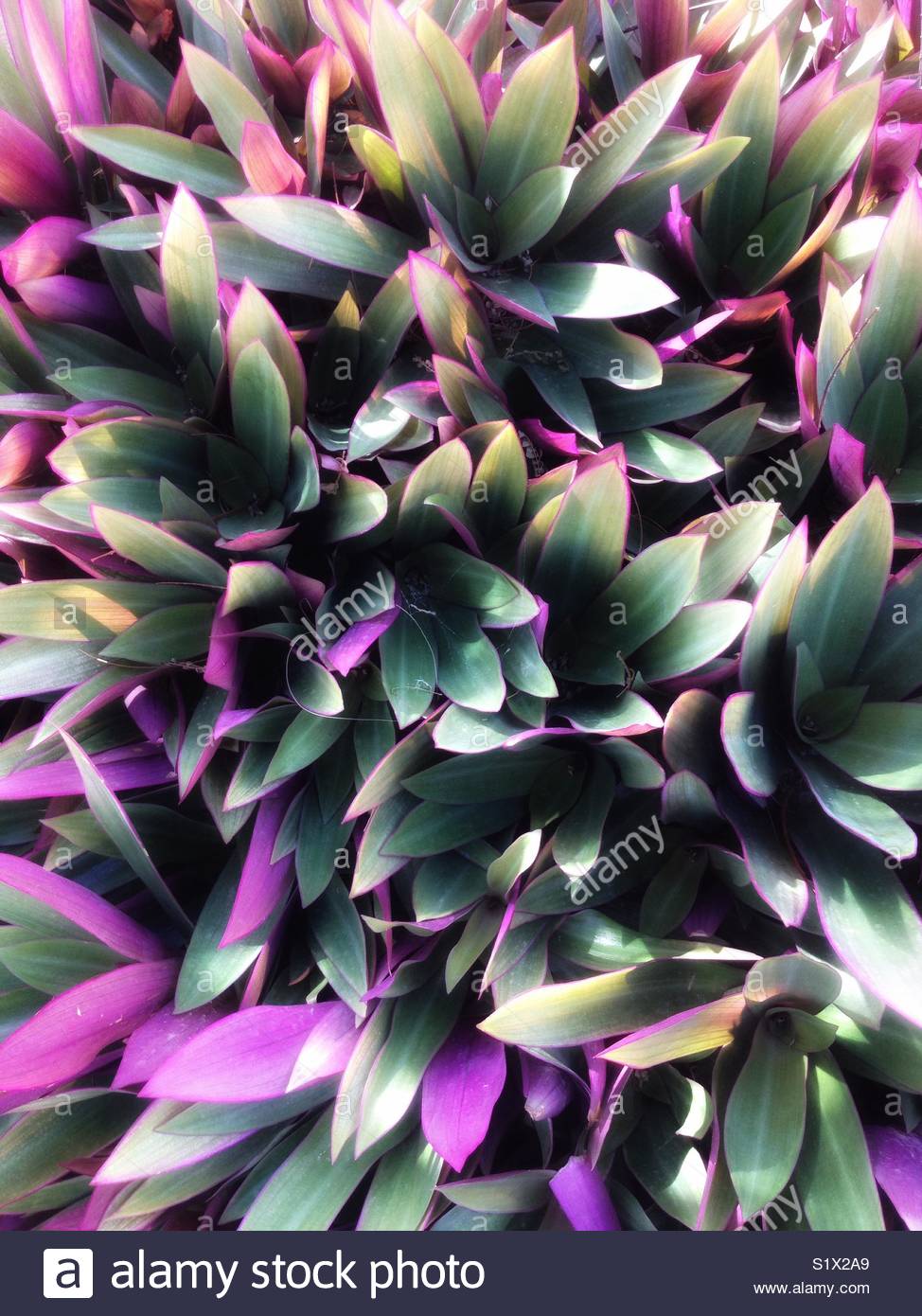 Moses In The Cradle Tradescantia Spathacea High Resolution Stock ...