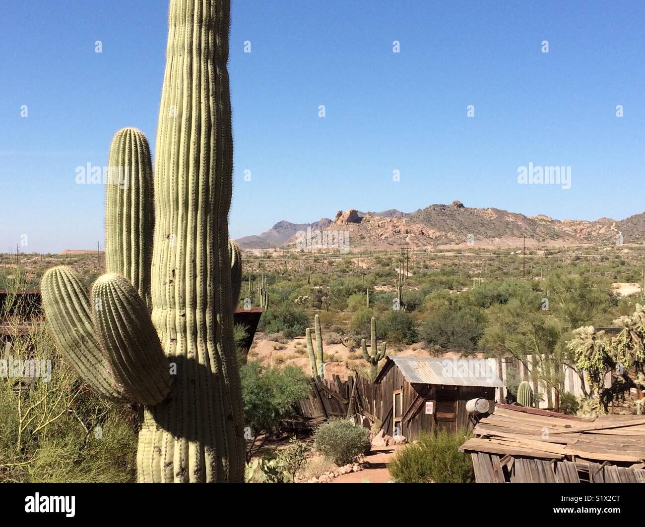 Cactus, Apache Junction Arizona Stock Photo - Alamy
