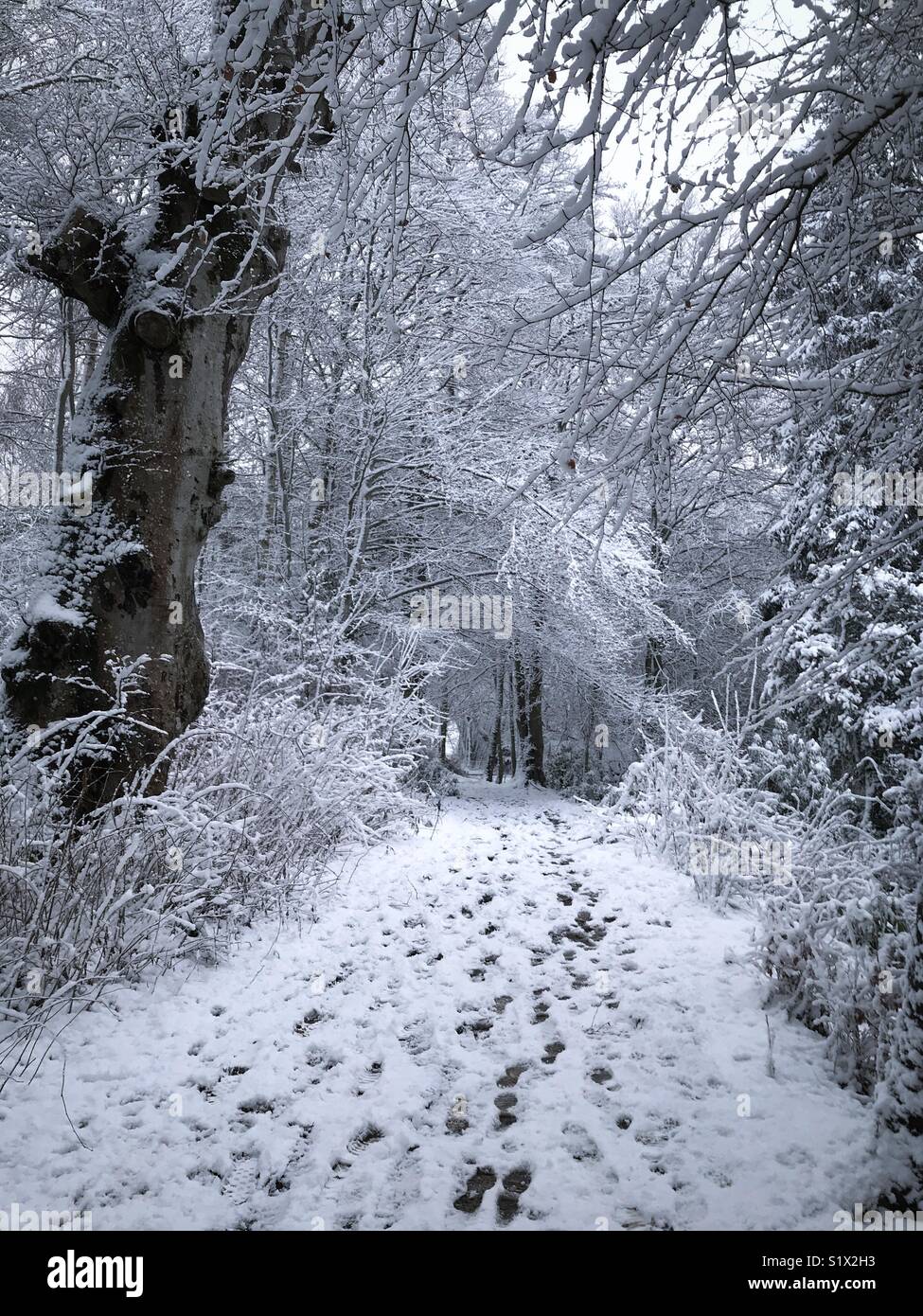 Footsteps in snow hi-res stock photography and images - Alamy