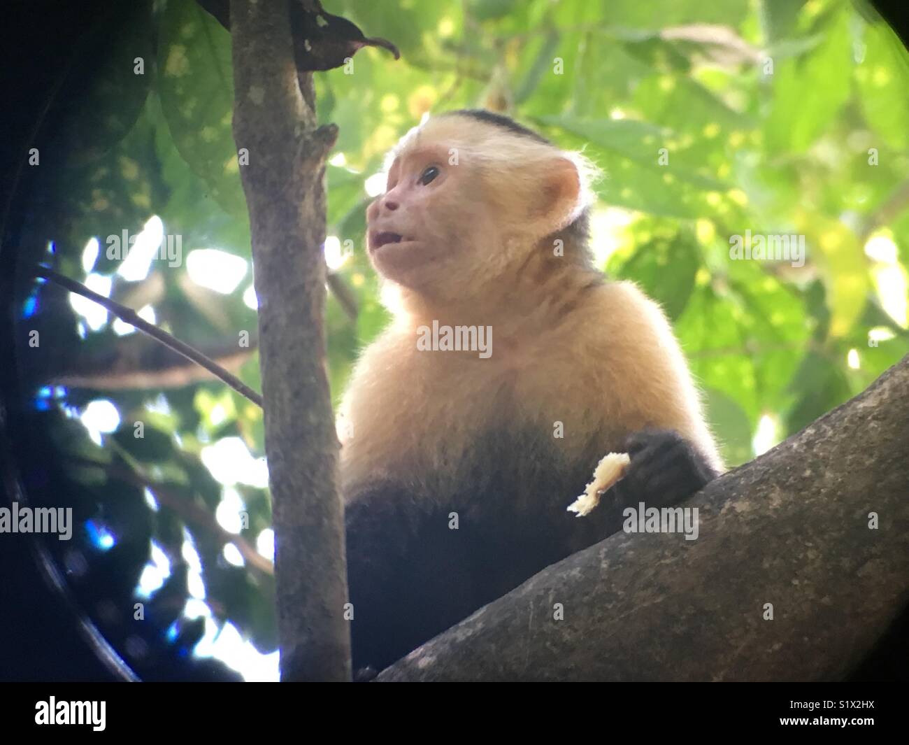 Relaxing monkey lunch Stock Photo - Alamy