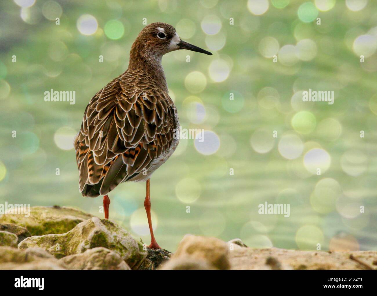 Ruff bird hi-res stock photography and images - Alamy