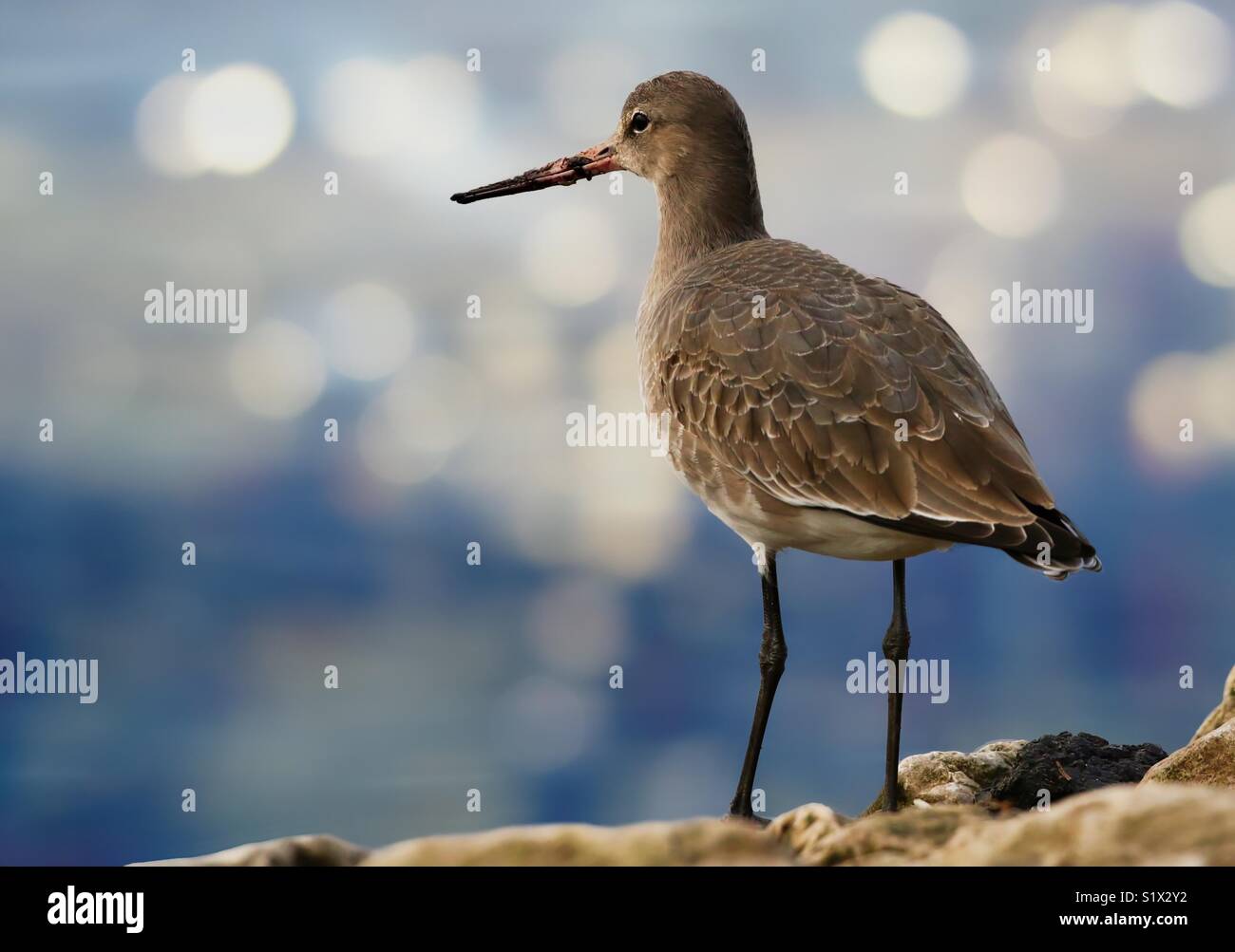Ruff Bird High Resolution Stock Photography and Images - Alamy