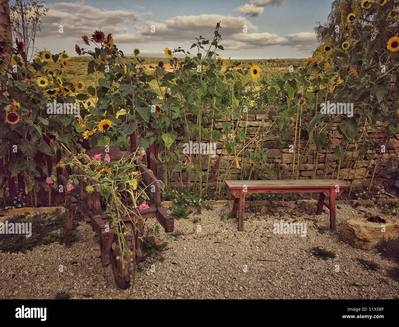 Sunflower in village smartphone stock photos and images - Alamy