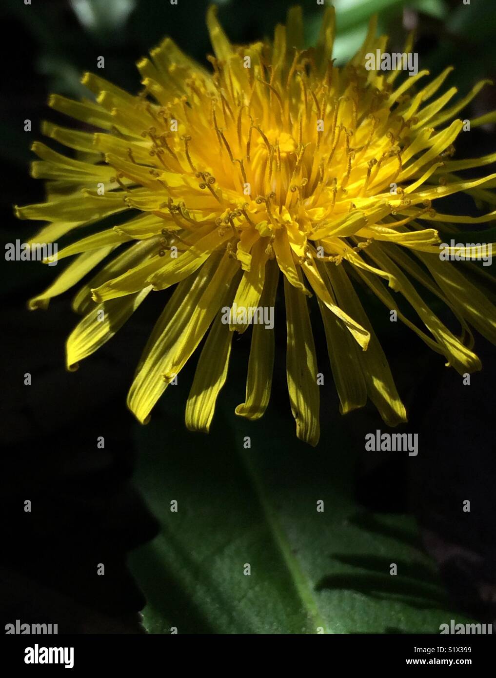 Dandelium hi-res stock photography and images - Alamy