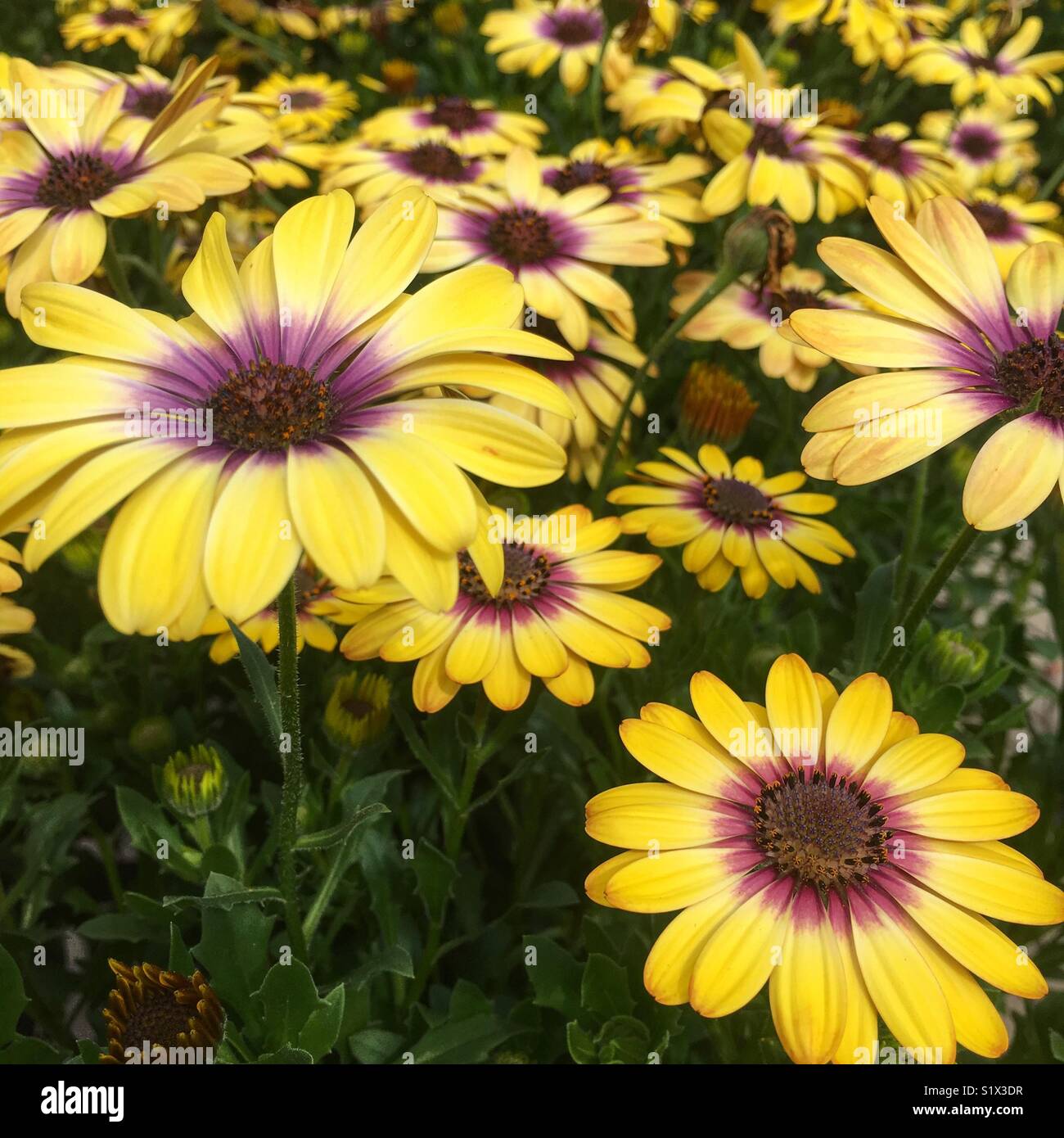 Yellow flowers for spring hi-res stock photography and images - Alamy