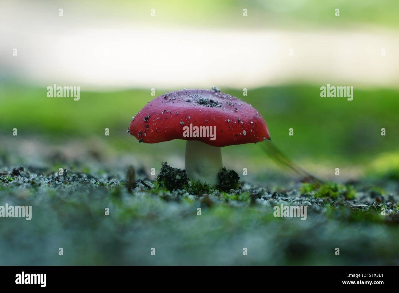 Red Cap Mushroom High Resolution Stock Photography and Images - Alamy