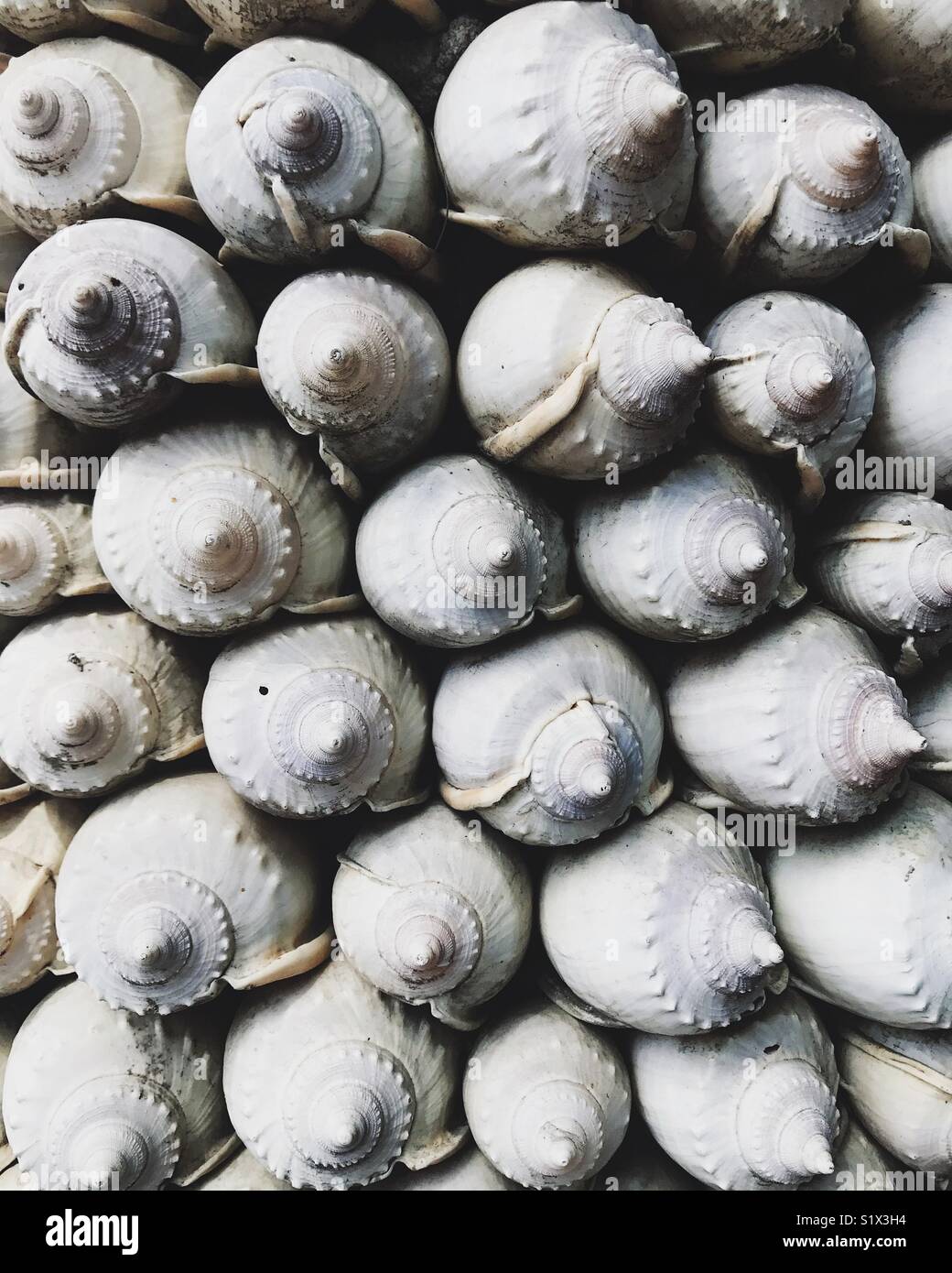 Seashell collection hi-res stock photography and images - Alamy