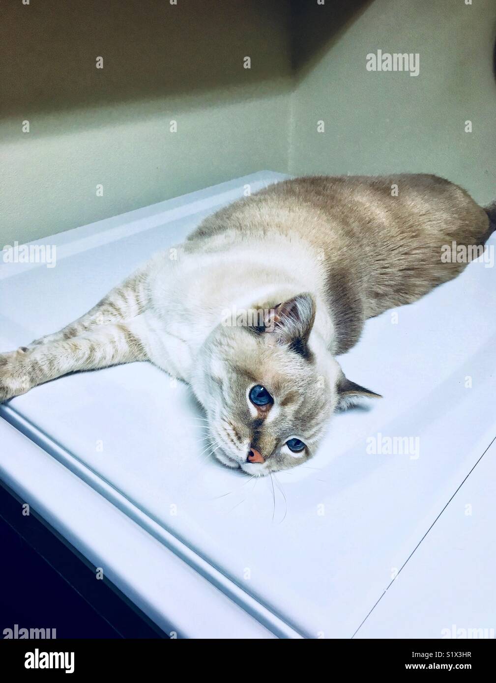 Lounging Cat High Resolution Stock Photography and Images - Alamy