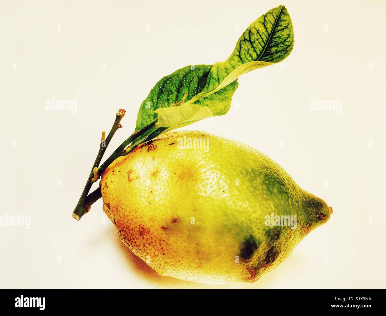 Fresh Sicilian lemon Stock Photo - Alamy