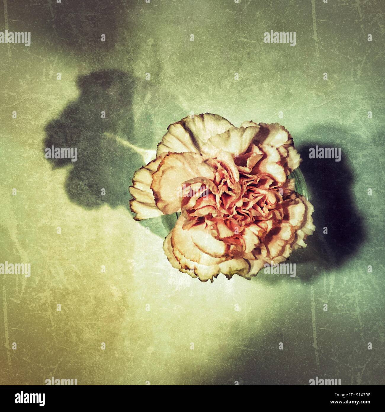 Carnation texture hi-res stock photography and images - Alamy