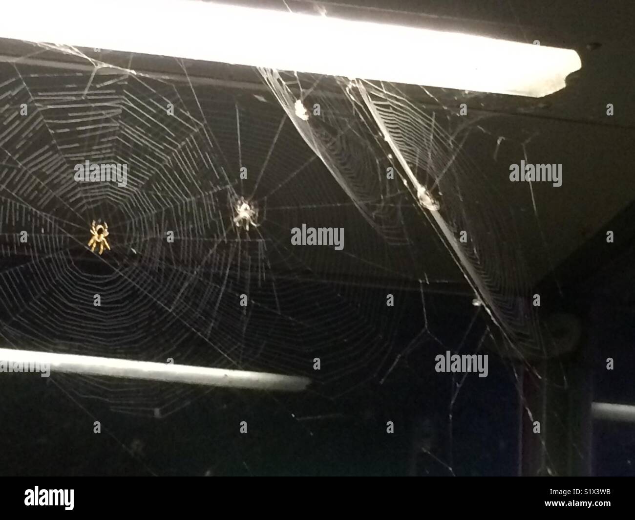 City of spiders hi-res stock photography and images - Alamy