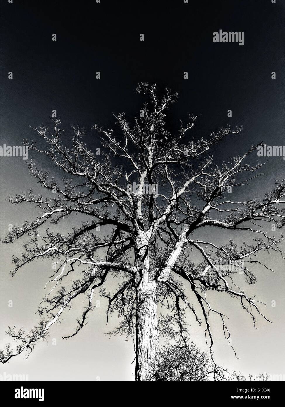 Barren tree hi-res stock photography and images - Alamy