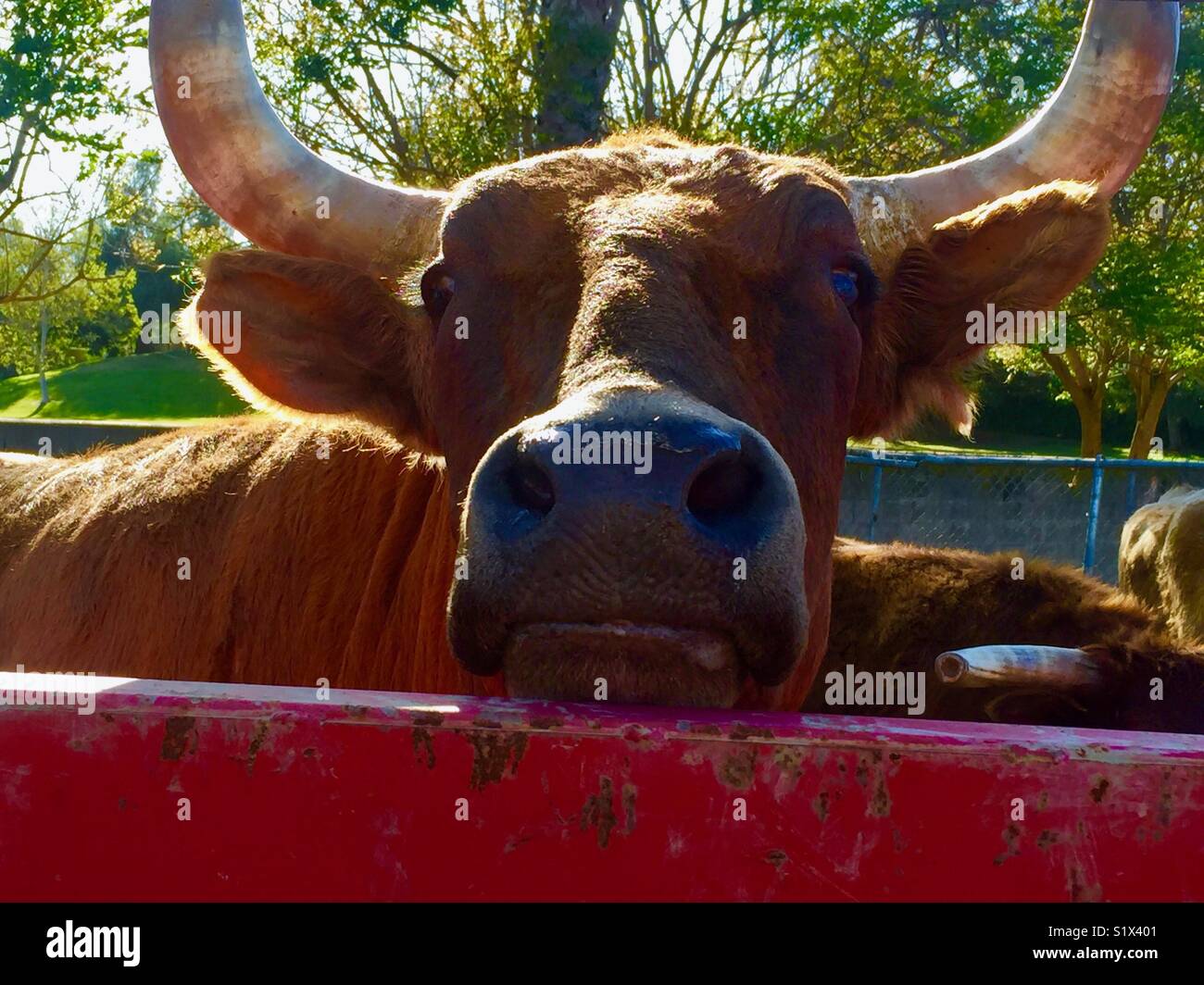 Bull on a fence Stock Photo - Alamy