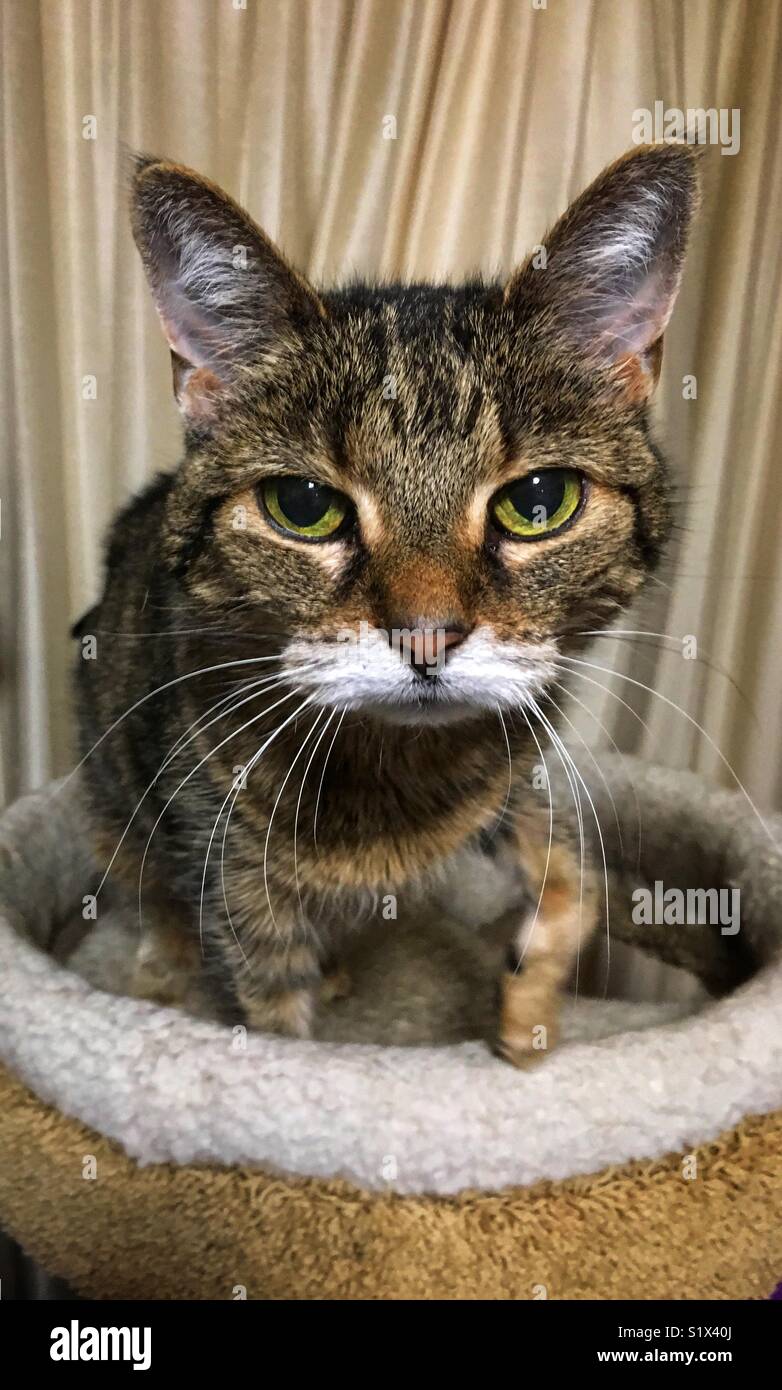 Cat with green eyes looking into camera, raising paw Stock Photo - Alamy