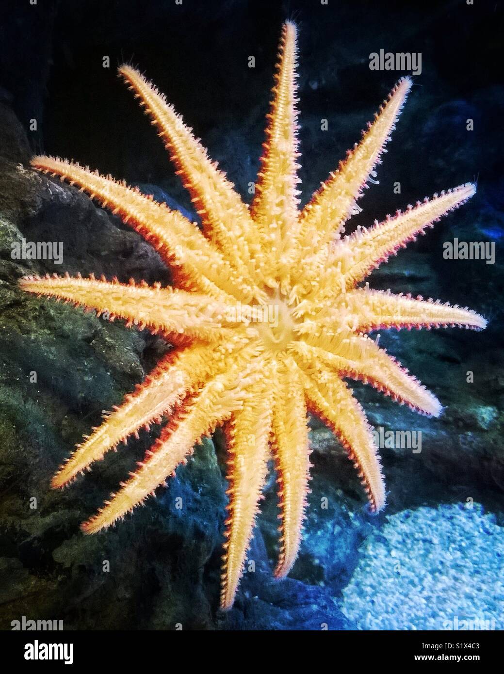 Starfish underside hi-res stock photography and images - Alamy