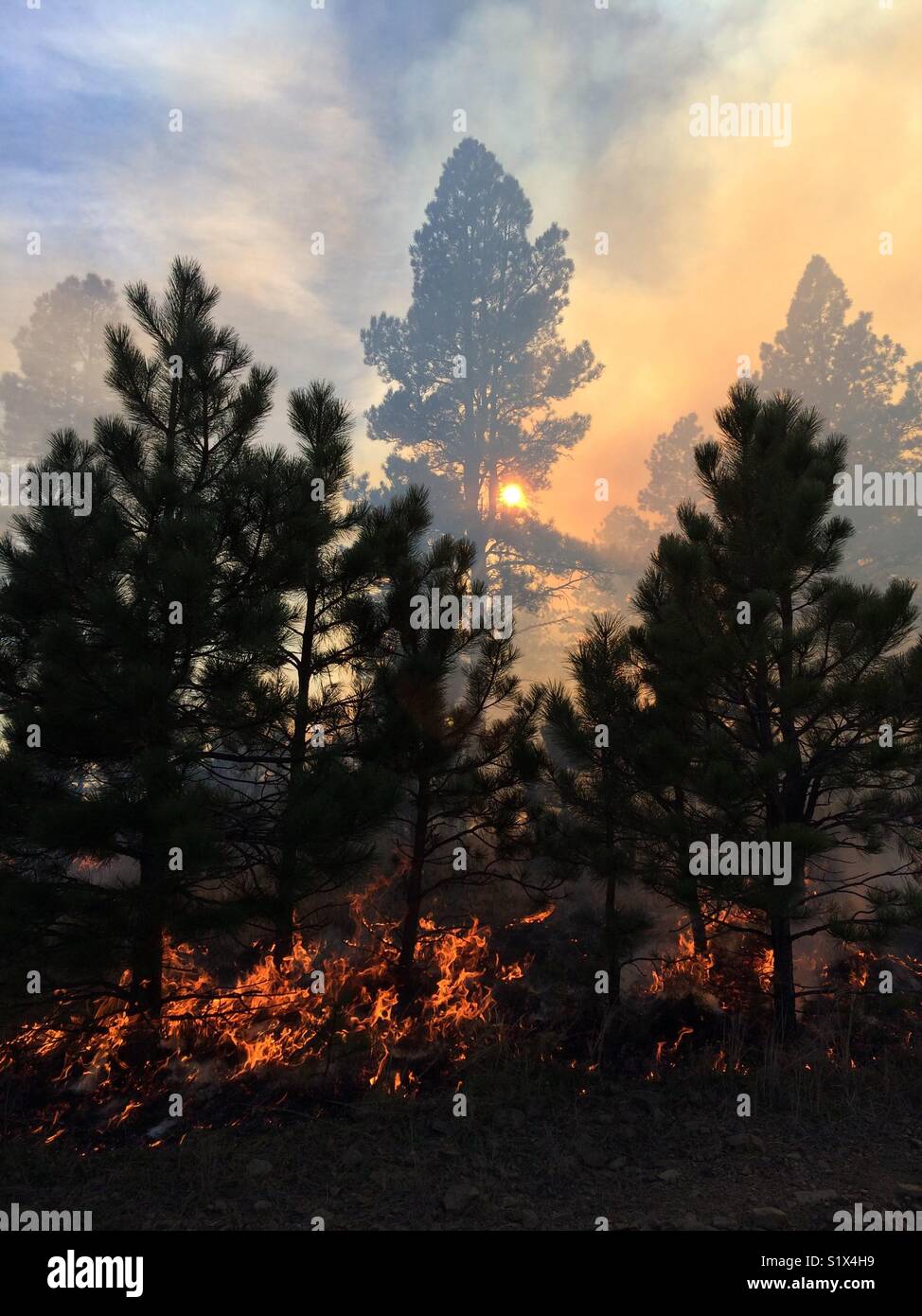 Ponderosa fire High Resolution Stock Photography and Images - Alamy