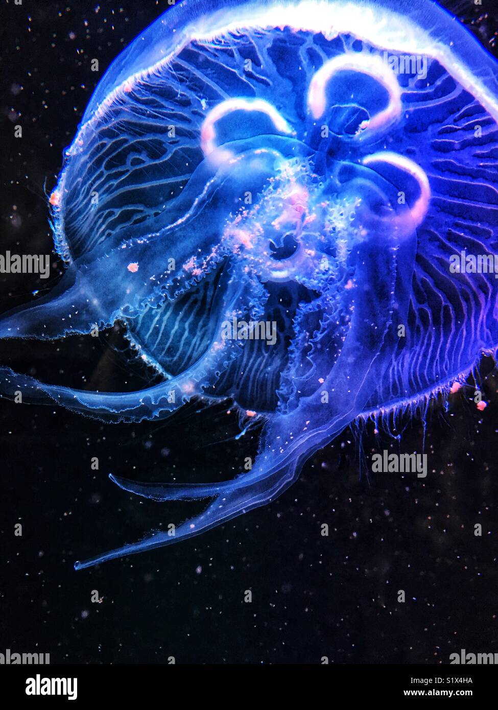 Neon Rainbow Jellyfish