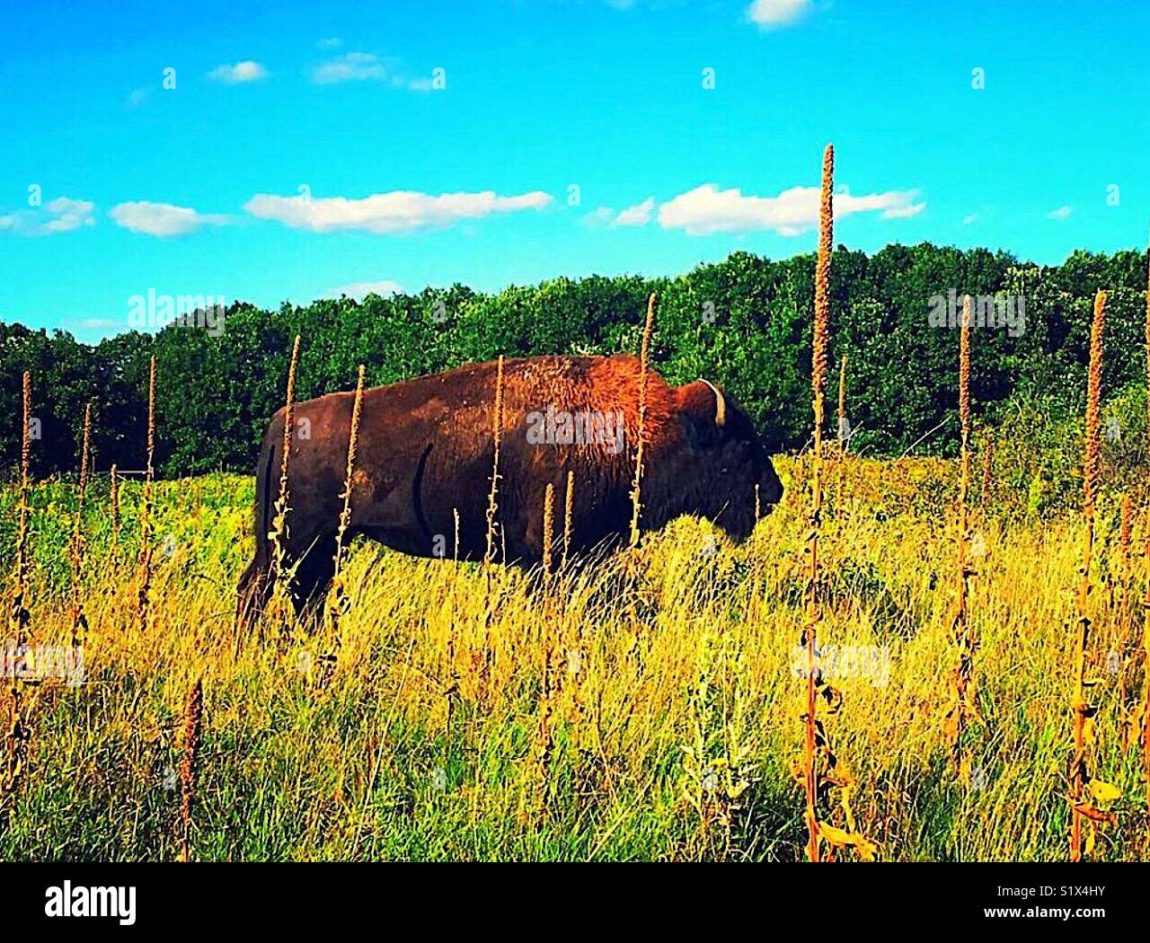 Bison in Field Stock Photo - Alamy