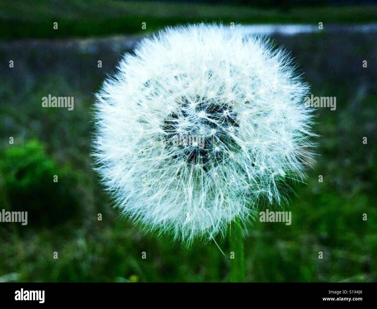 Dandylion hi-res stock photography and images - Alamy