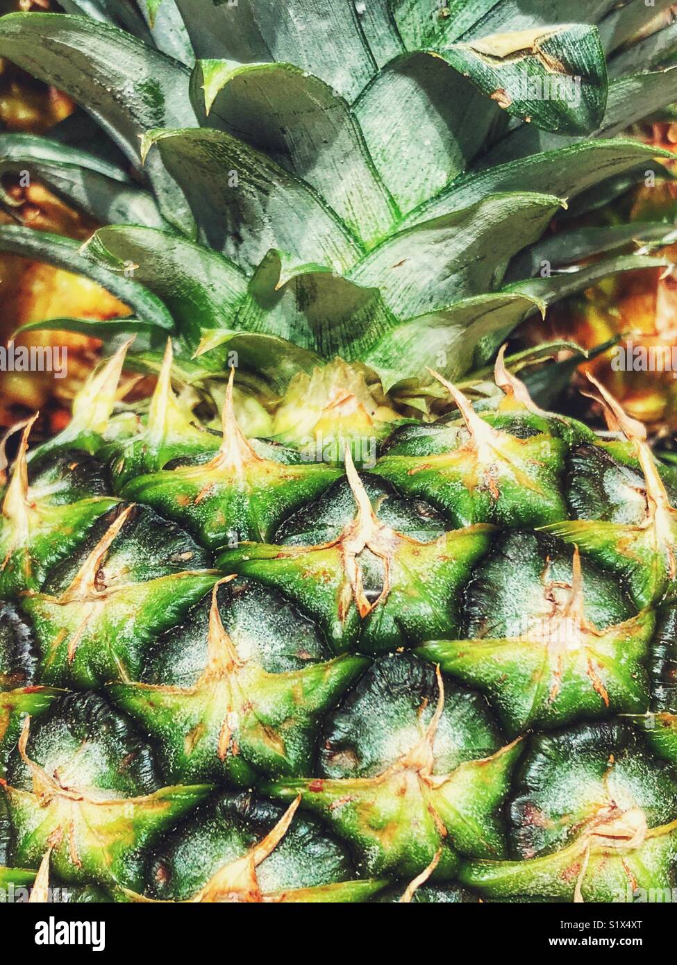 Closeup image of fresh whole pineapple Stock Photo - Alamy