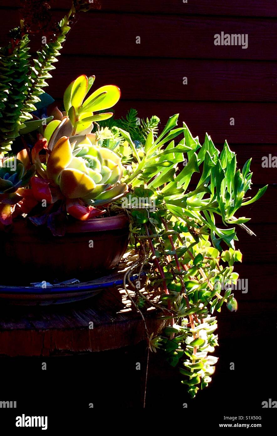 Ray of light garden hi-res stock photography and images - Alamy