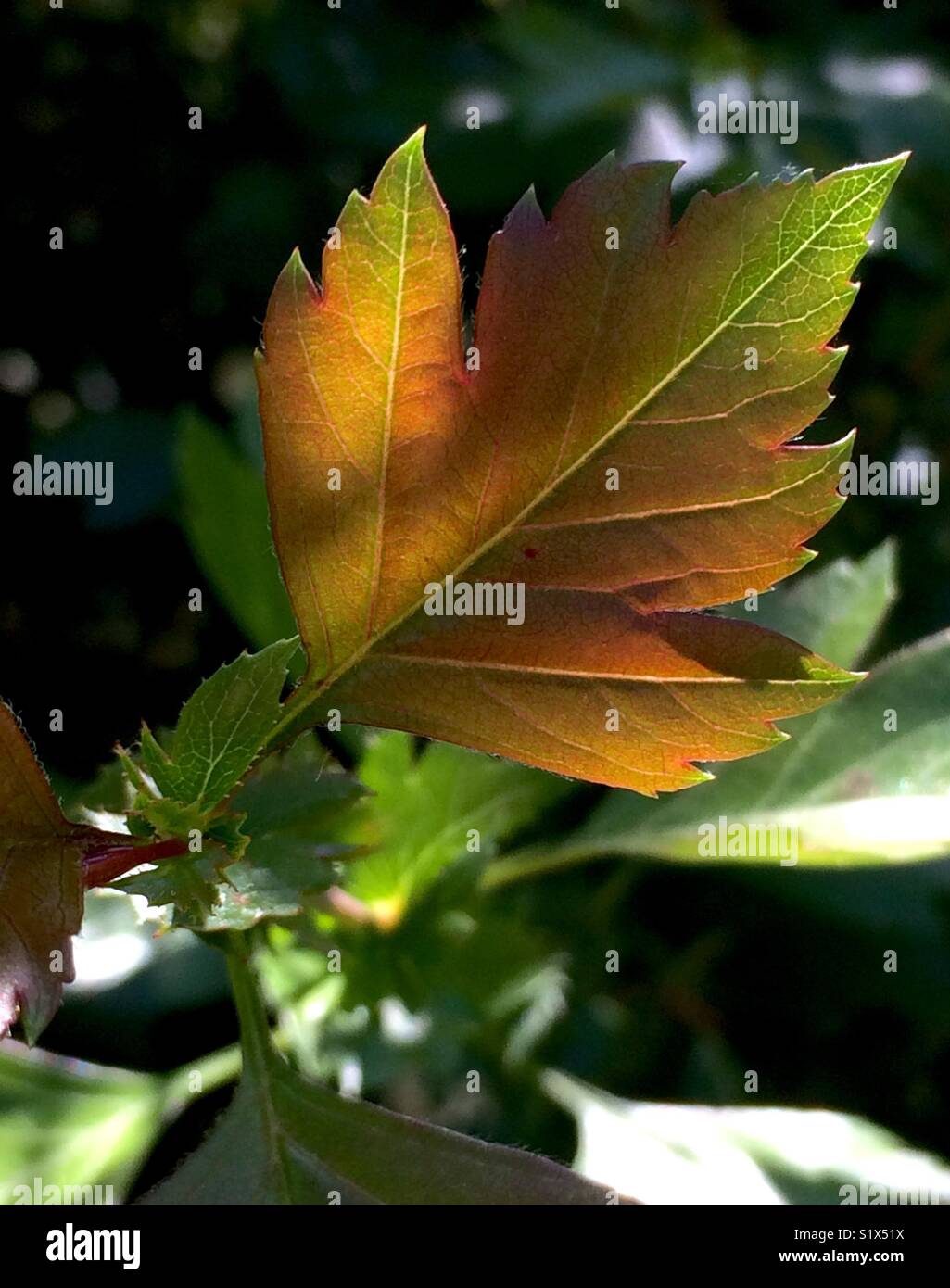 Leaf vine hi-res stock photography and images - Alamy