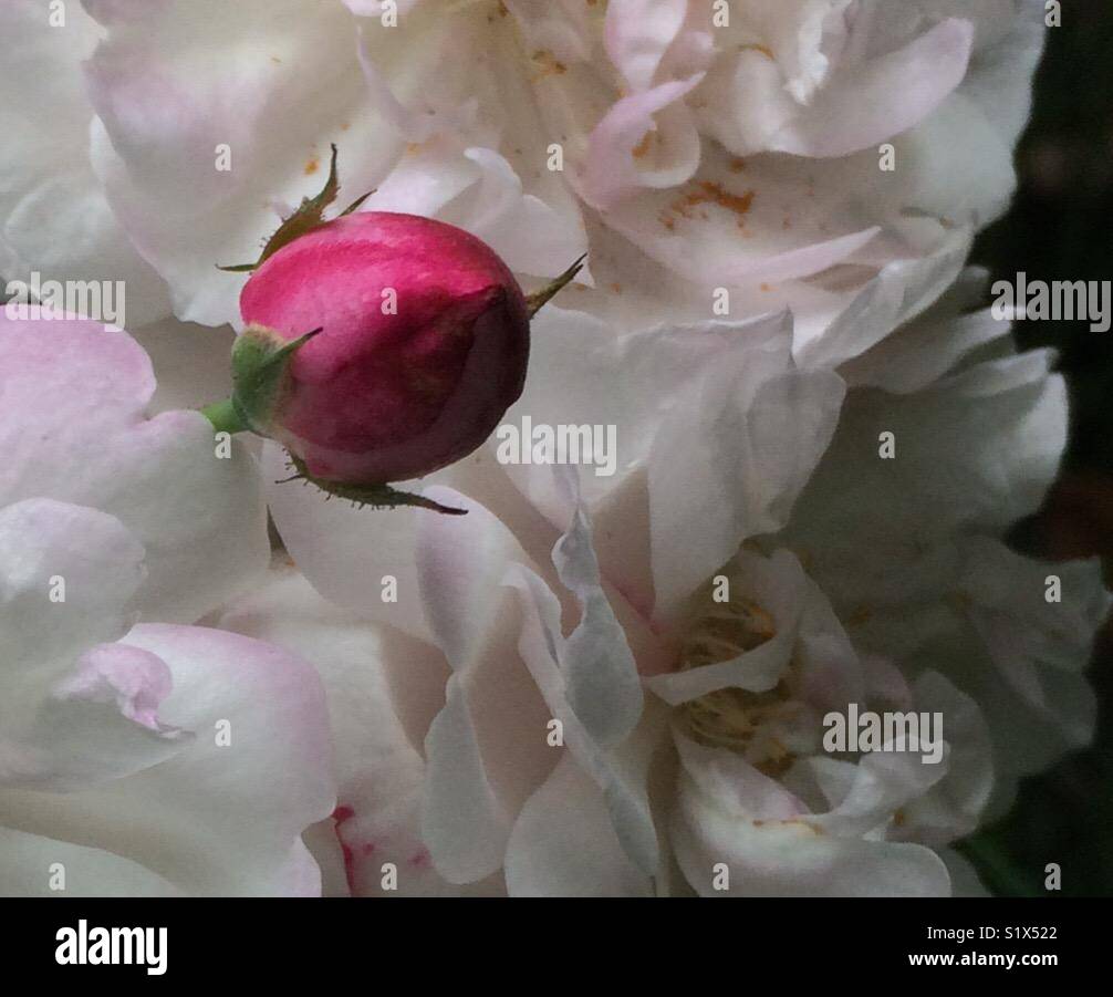 Rose between roses Stock Photo - Alamy